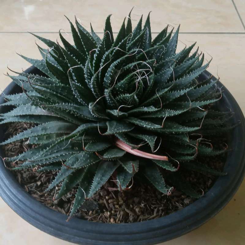 Jual Torch Plant (Tanaman Obor) di Seller Flora Gading Jati - Pandan ...