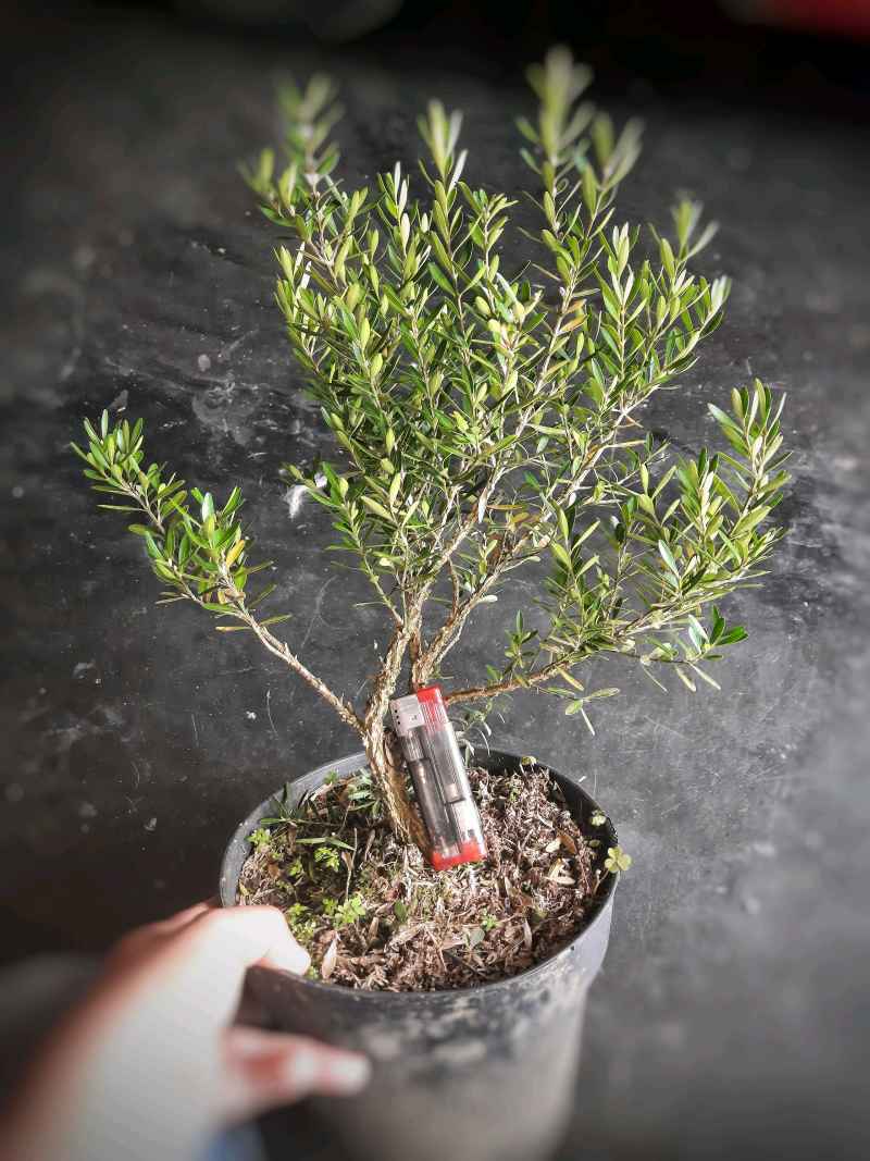 Jual Bonsai Boxus (Box Wood Japan) di Seller Raka Florist Lampung ...