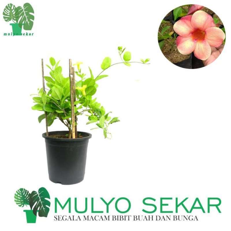 Jual Tanaman Bunga Alamanda - Tanaman Rambat - Rimbun Berbunga - Orange ...