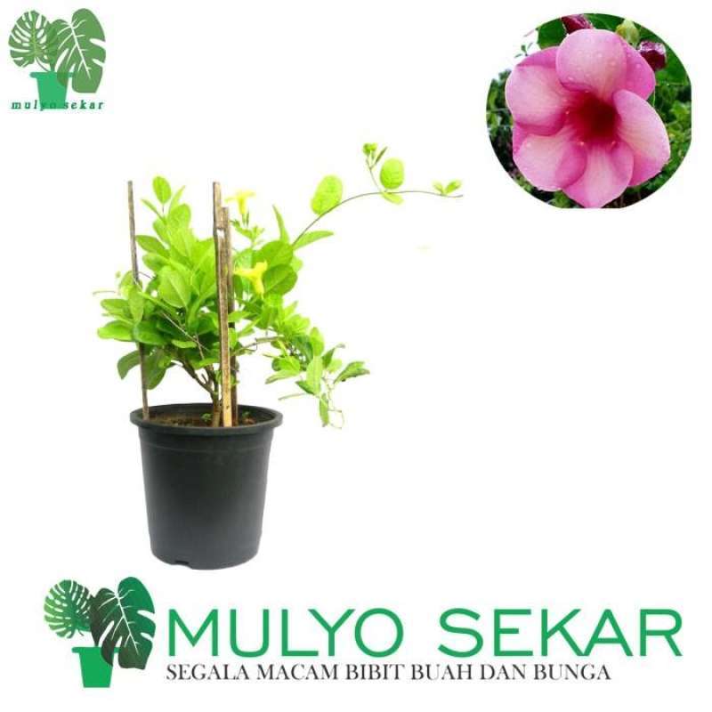 Jual Tanaman Bunga Alamanda - Tanaman Rambat - Rimbun Berbunga - Ungu ...