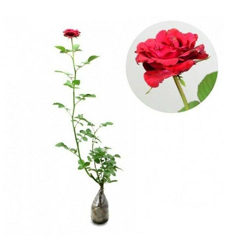 Kumpulan 34+ Bibit Tanaman Bunga Mawar yang Lagi Ngetrend - Informasi ...