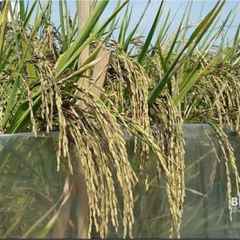 Jual Benih Padi Hitam di Seller Tani BN - Gilingan, Kota Surakarta ...