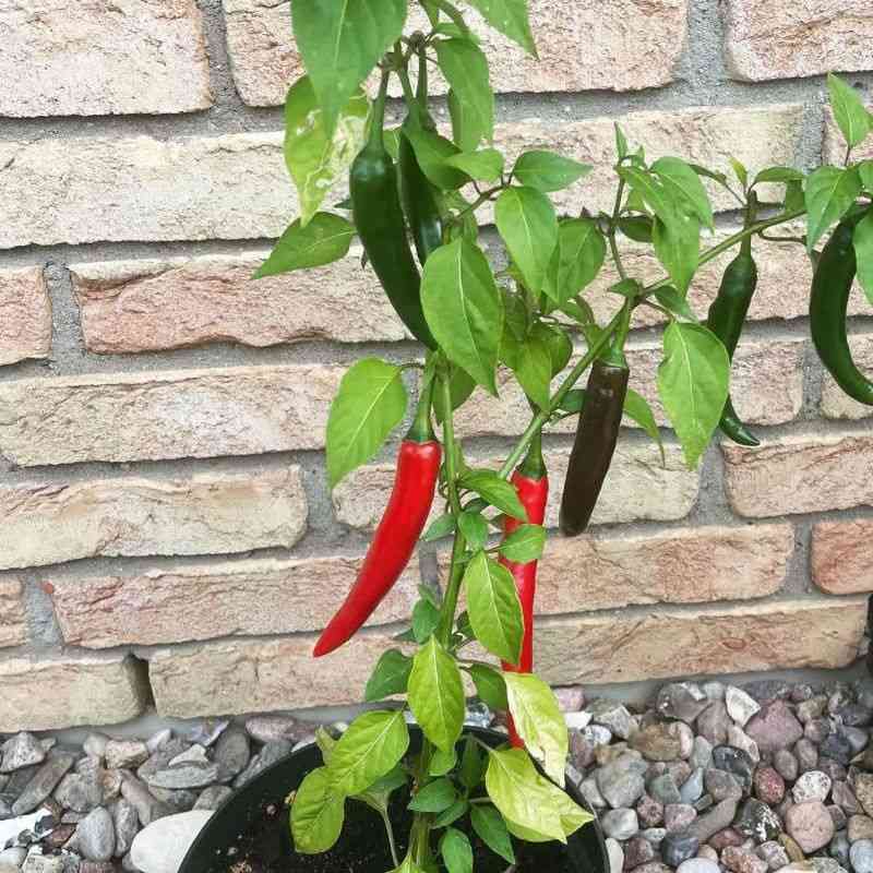 Jual Tanaman buah cabai merah besar / cabe merah besar di Seller Kebun ...