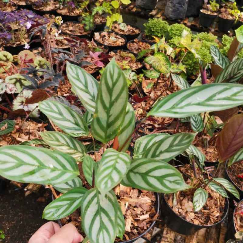 Jual Tanaman Hias Calathea Setosa Di Seller Kebun Pa Tani - Sukamantri ... Jual Tanaman Hias Calathea Setosa Di Seller Kebun Pa Tani - Sukamantri ...