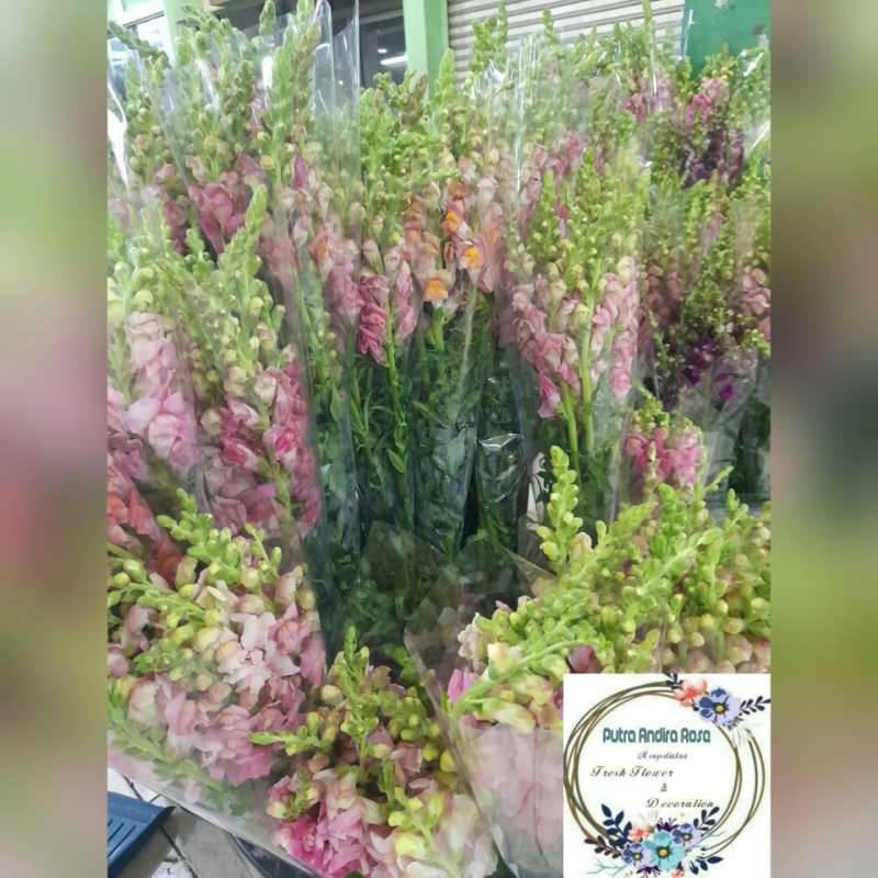 Jual Bunga Snapdragon Original Murah - Harga Diskon Mei 2024 | Blibli.com