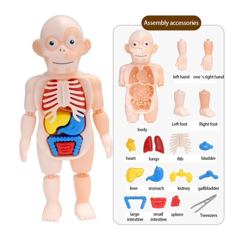 Promo Mainan Anak Human Body Model Edukasi Organ Tubuh Manusia Dokter ...