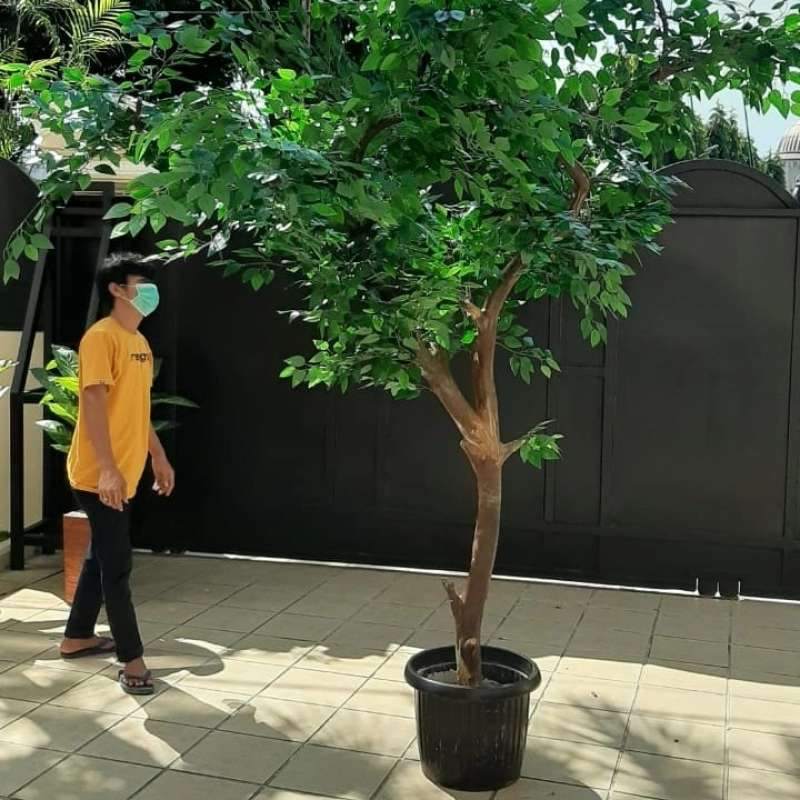 Jual Tanaman Hias Artificial besar Dekorasi Daun plasti beringin atau ...