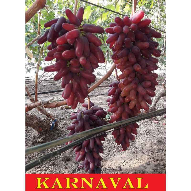 Promo Bibit Tanaman Anggur Import Jenis Carnival Merah Yang Genjah ...