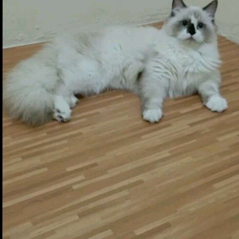 Jual kucing ragdoll betina 10bulan di Seller Kizzy_cathouse ...