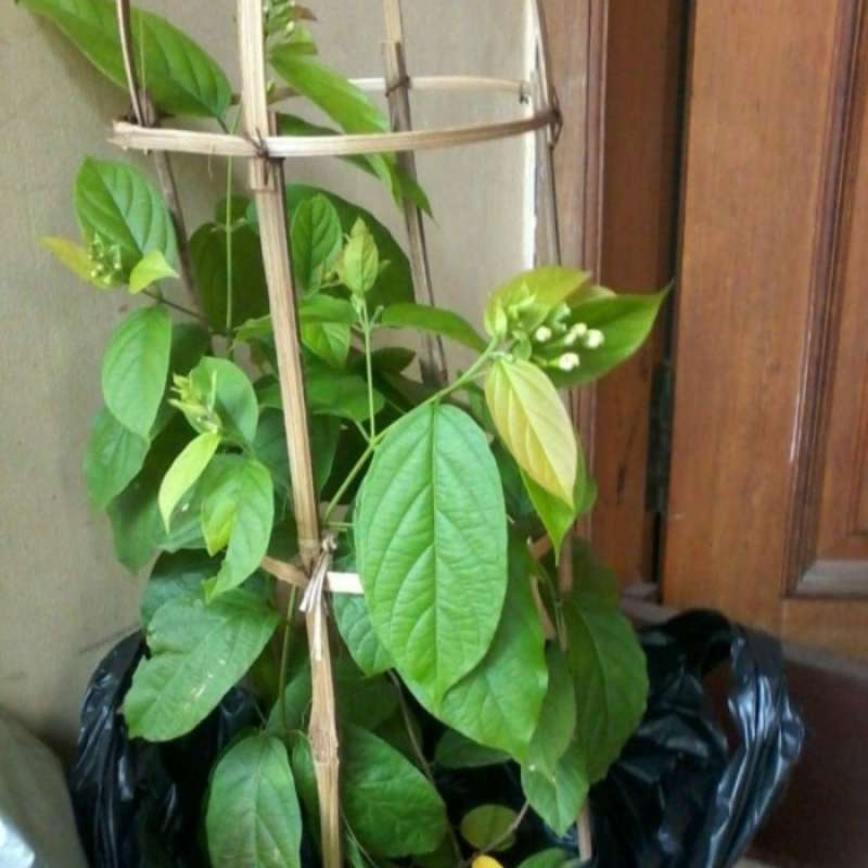 Promo Paket 3 Bibit Bunga Melati Belanda Holland Merambat Diskon 5% di ...