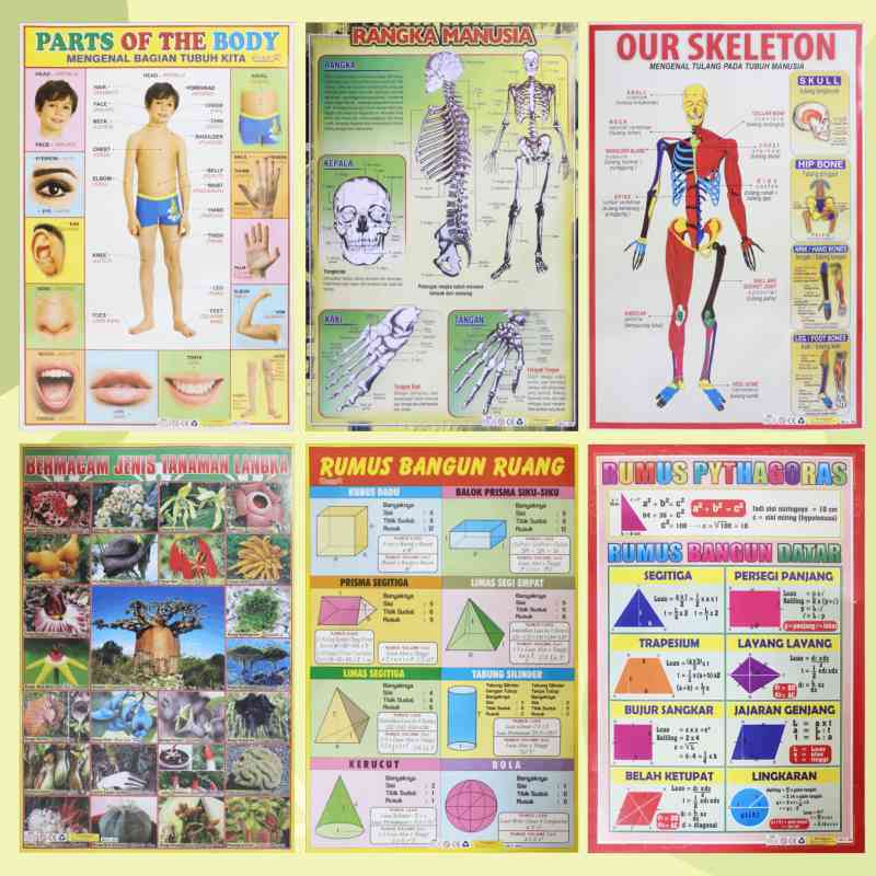 Jual Poster Edukasi Anak Mainan Edukasi Anak Lembaran Rangka Manusia ...