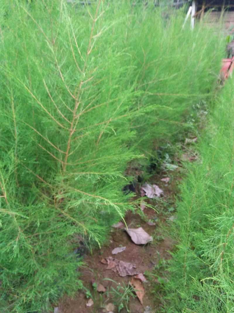 Jual Bibit Tanaman Cemara Laut/ Cemara Udang di Seller Agropurworejo ...