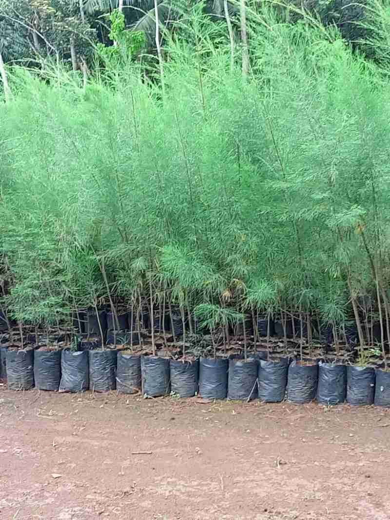 Jual Bibit Tanaman Cemara Laut/ Cemara Udang di Seller Agropurworejo ...