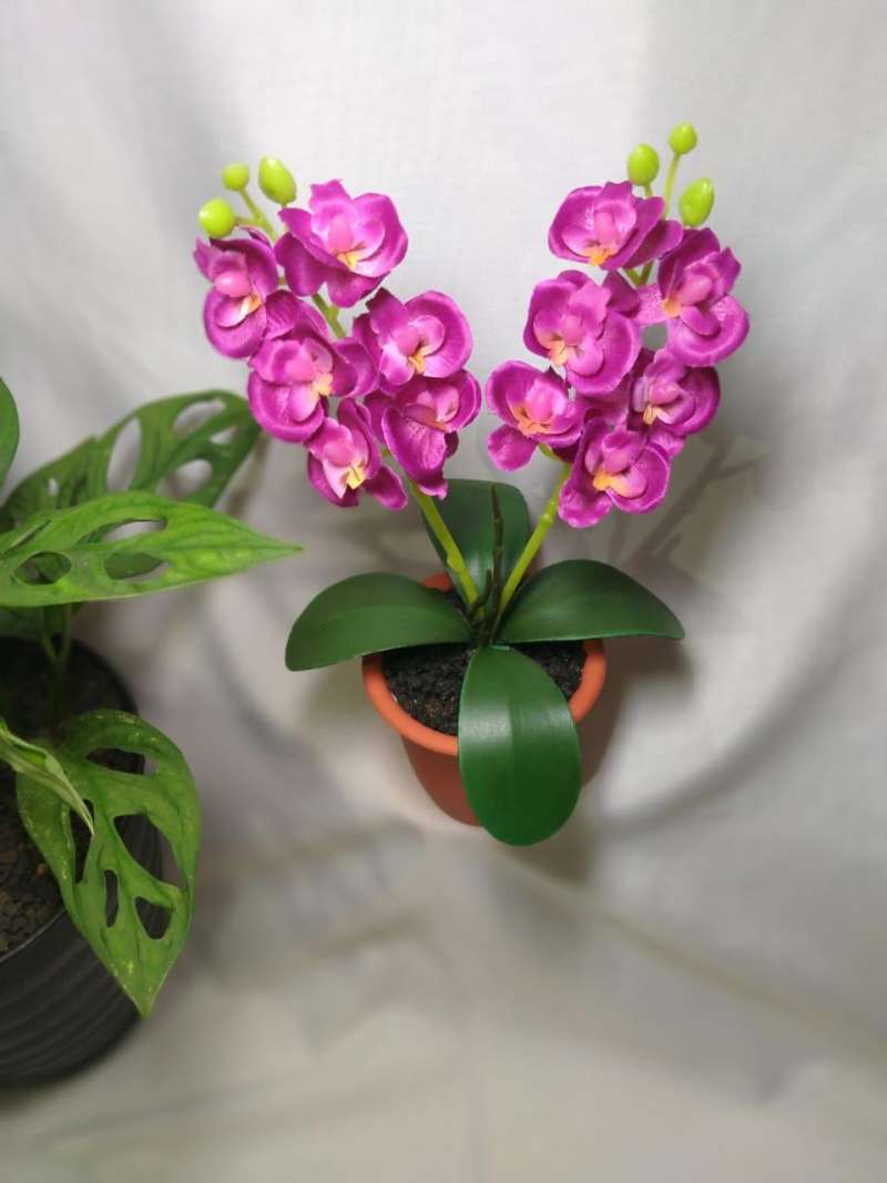16+ Gambar Bunga Anggrek Pink yang Mantul! - Informasi Seputar Tanaman Hias