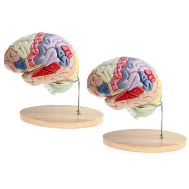 Jual 2 Sets Magnified 2 Times Human Brain Brainstem Motor Center ...