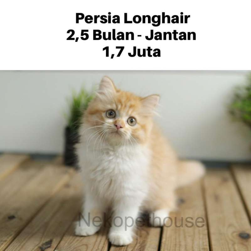 Kucing Persia Flat Nose