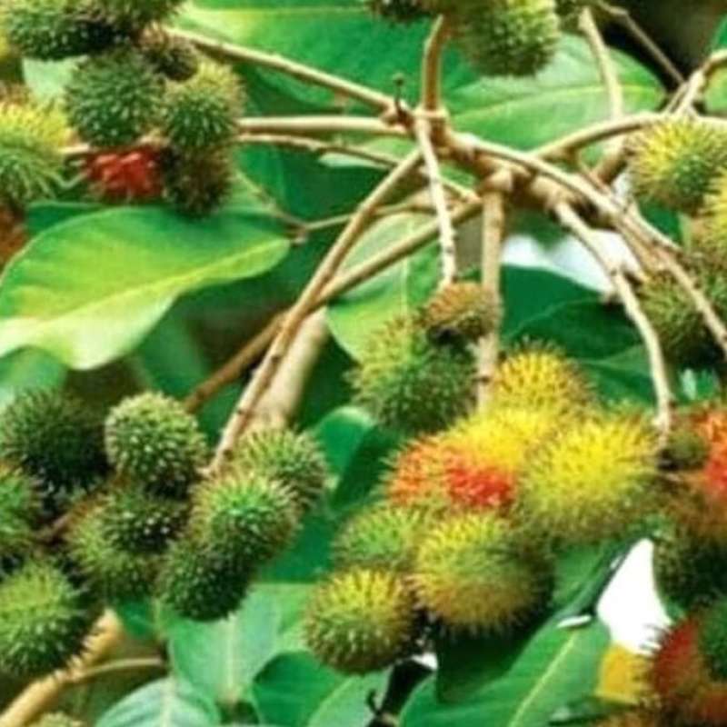 Pohon Rambutan Warga Berau Tidur Di Pohon Rambutan Bersama Anaknya