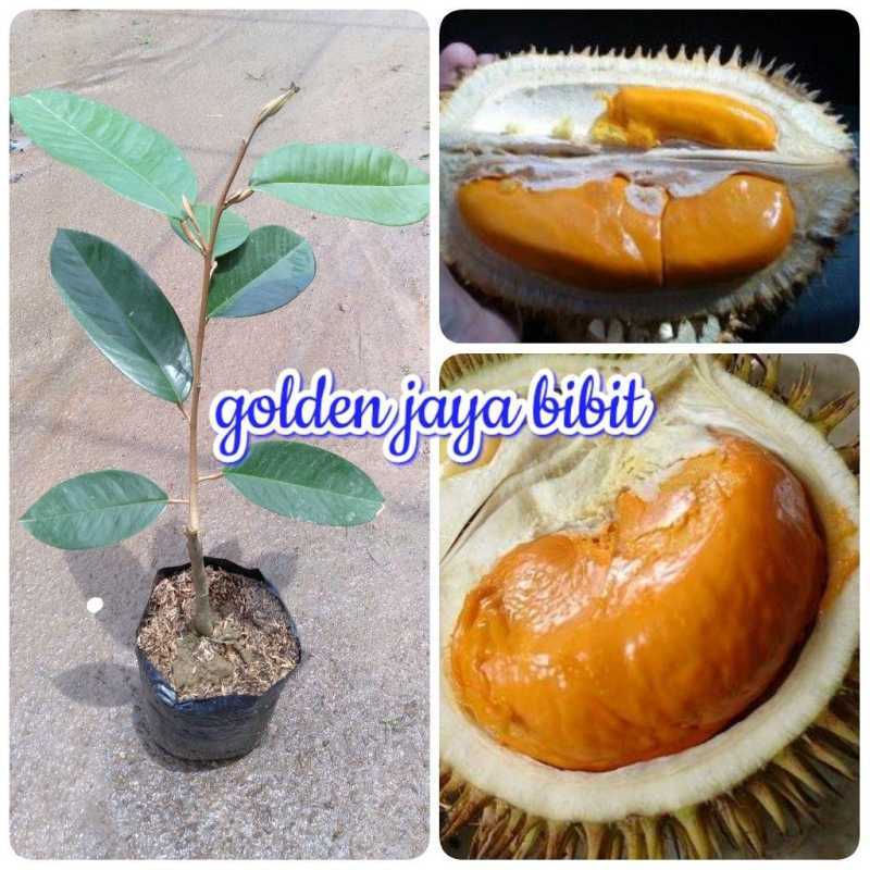 Jual Golden Jaya Bibit tanaman durian tembaga atau durian emas di ...