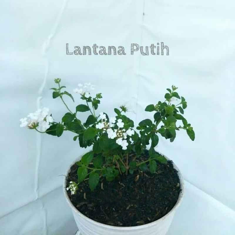 Jual Lantana Putih Model Terbaru & Kekinian - Harga Diskon Mei 2024 | Blibli
