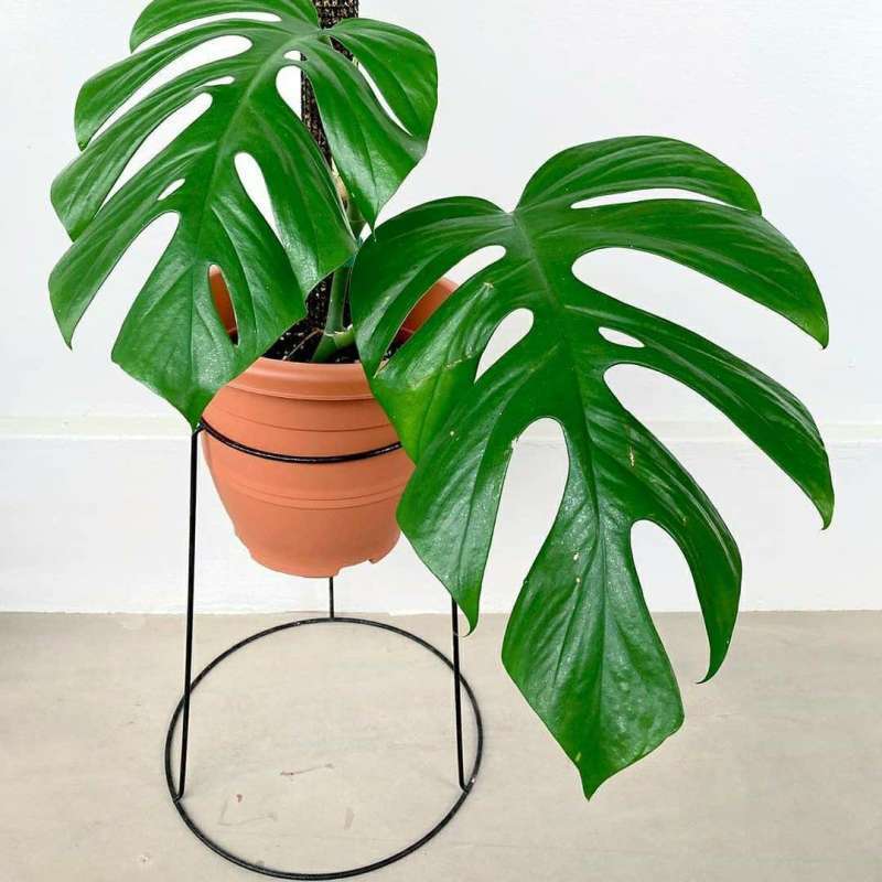 Jual Standing Pot Bunga Besi/Standing Pot Besi Rak Bunga Mini - Hitam ...