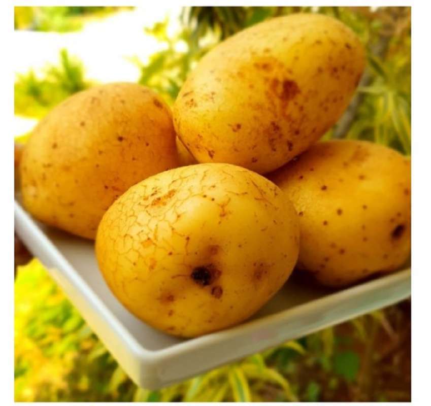 Jual KENTANG DIENG JUMBO FRESH 1 KG- KENTANG DIENG - SAYURAN -SAYURAN ...