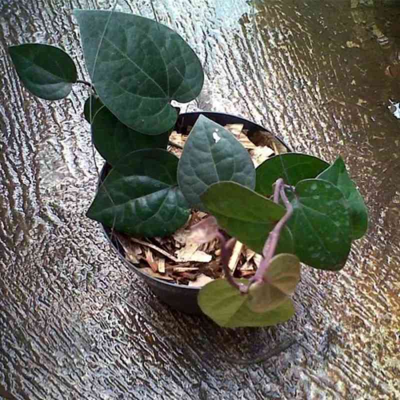 Jual Bibit Tanaman Obat Sirih Hitam di Seller Griya Bibit Tanaman ...