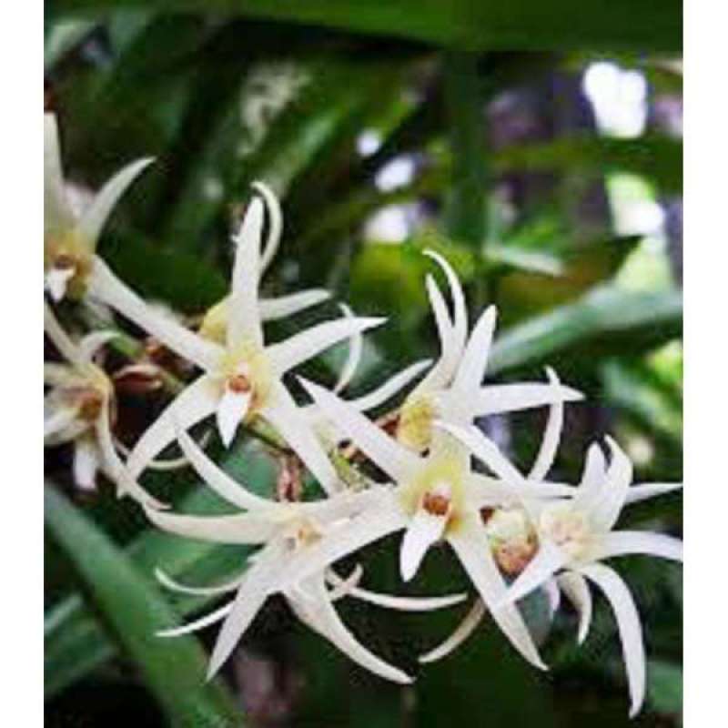 Jual Tanaman Hias Bunga Anggrek Eria javanica di Seller Syevi Shop ...
