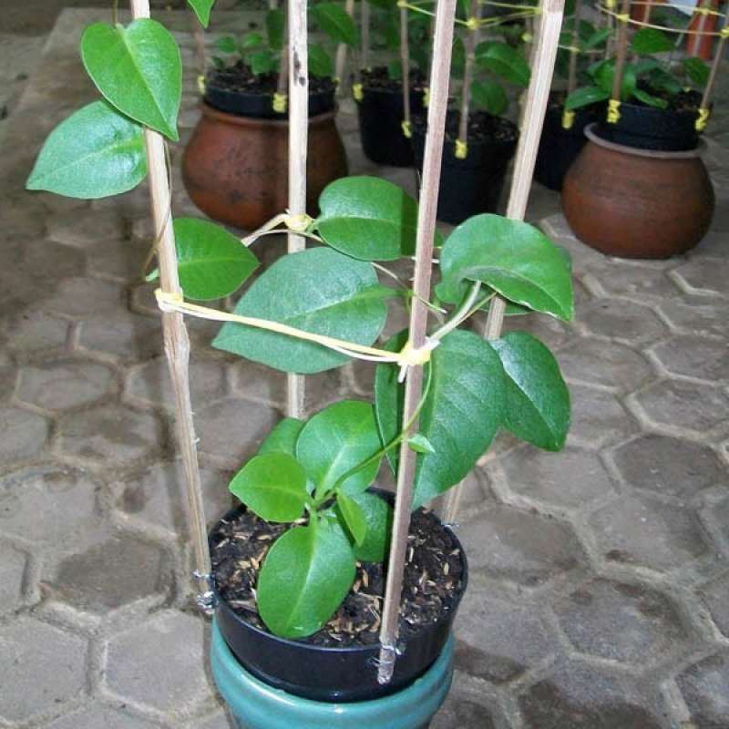 Jual Tanaman Obat Binahong Hijau Di Seller Tokobibitid Sidomulyo