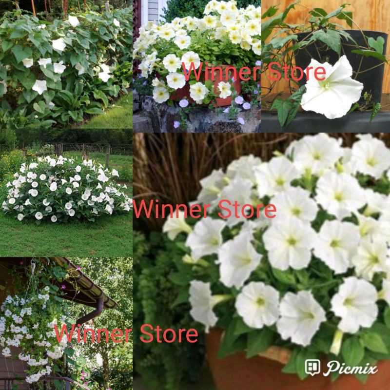 Jual 1 biji calonyction aculeatum ipomoea alba giant moonflower ...