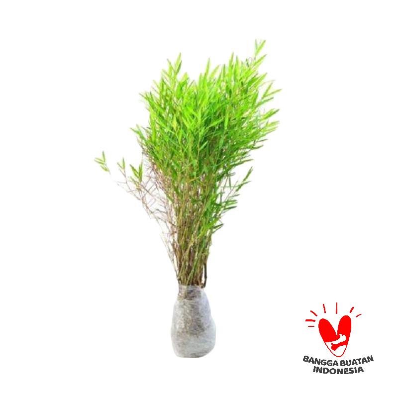 Jual Bambu Micro di Seller KEBUNBIBIT - Sisir, Kota Batu | Blibli