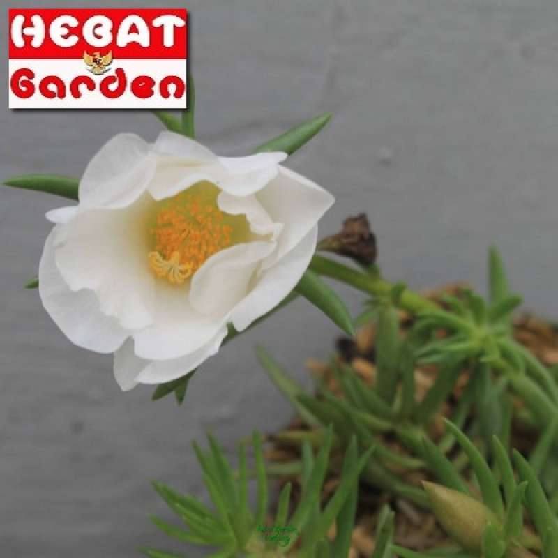 Jual sutra bombay bunga putih besar-Portulaca grandiflora Samba white ...