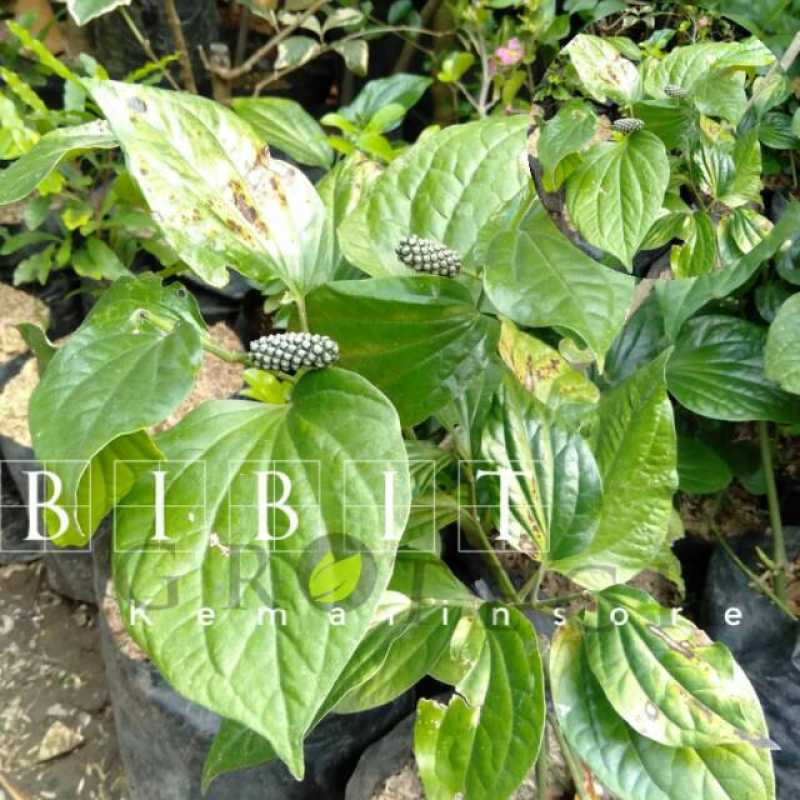 Pohon Cabe Jawa
