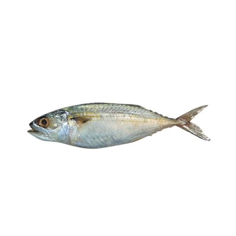 Jual Ikan Fresh Kembung Banjar 240-300 Gr Halal Di Seller Hypermart ...