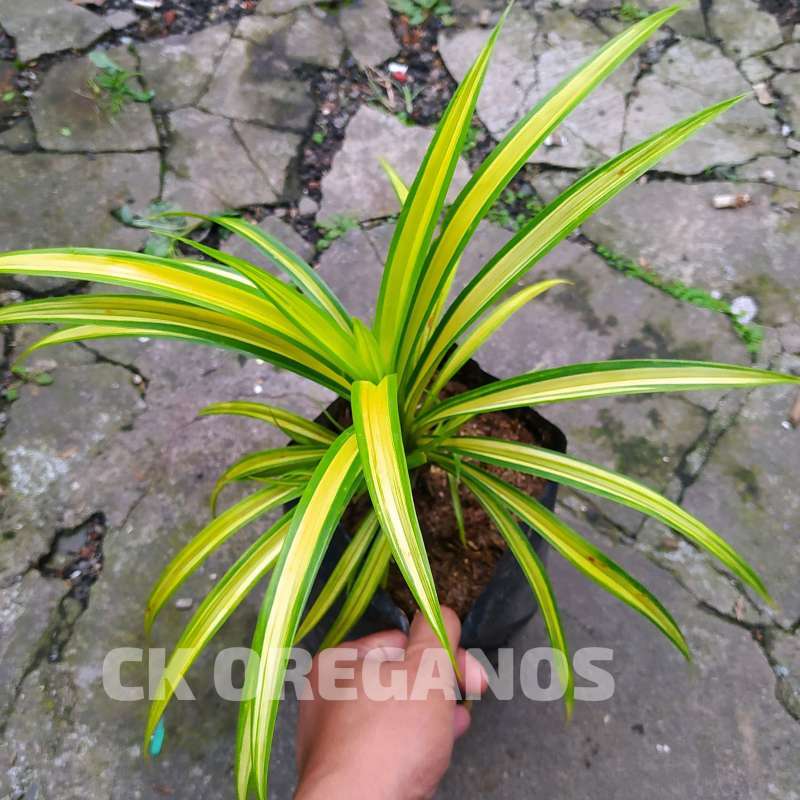 Jual tanaman Pandan variegata di Seller ck oregnos - Punten, Kota Batu ...