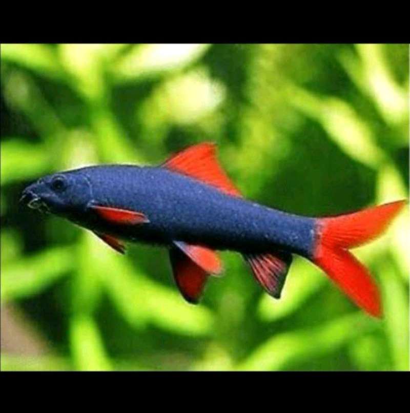 Jual Ikan Hias Red fin shark di Seller TRISHAZIA - Bojong Sari Baru ...