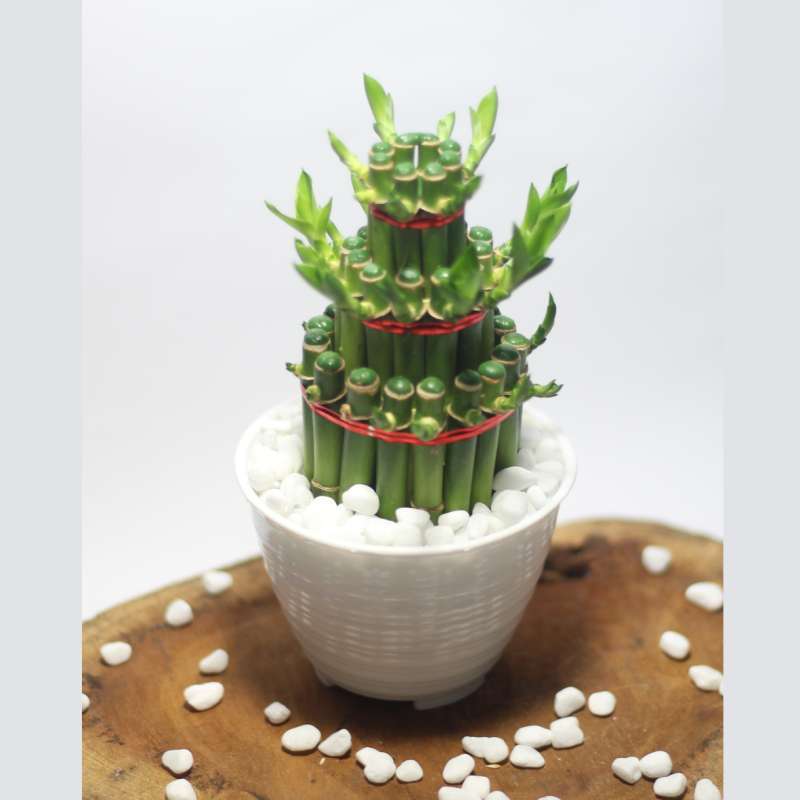 Promo Paket Tanaman Mini Lucky Bamboo / Bambu Hoki Seikat Pot Tawon ...