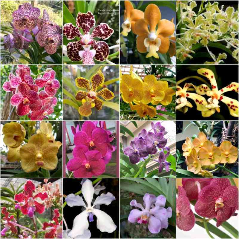 Jual Seedling Anggrek Vanda Hybrid Bibit Bunga Hibrida Sedling Hibrid ...