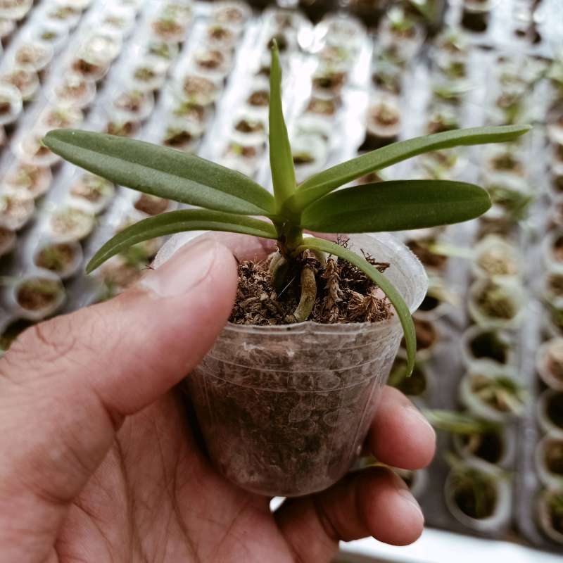 Jual Seedling Anggrek Vanda Hybrid Bibit Bunga Hibrida Sedling Hibrid ...