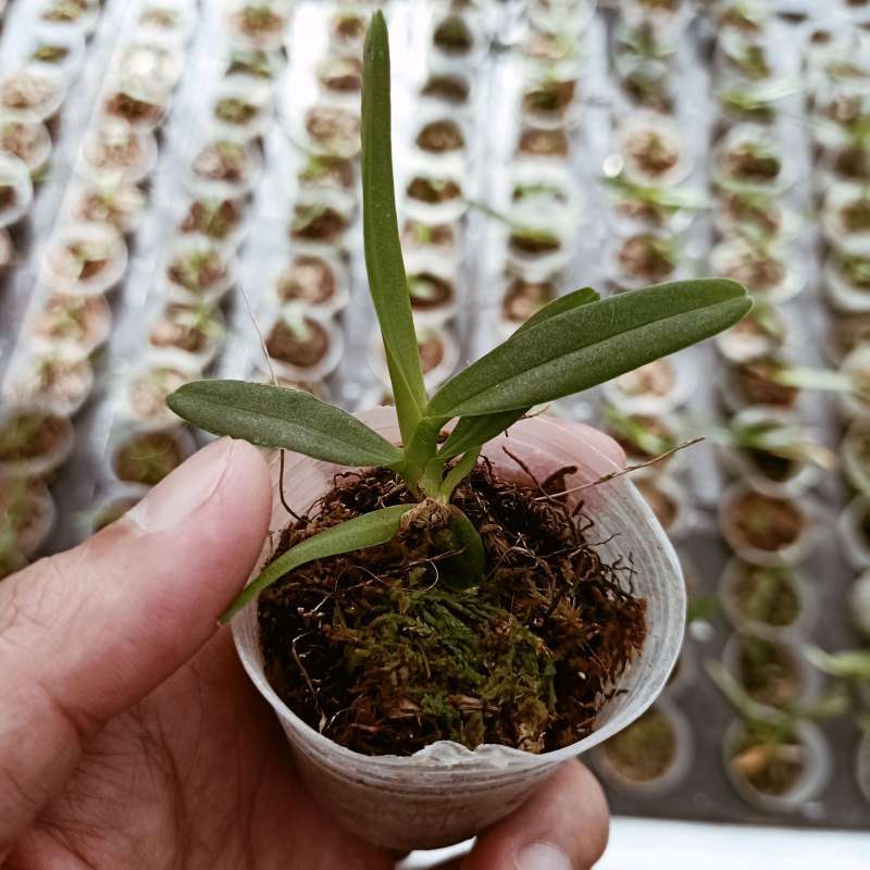 Jual Seedling Anggrek Vanda Hybrid Bibit Bunga Hibrida Sedling Hibrid ...