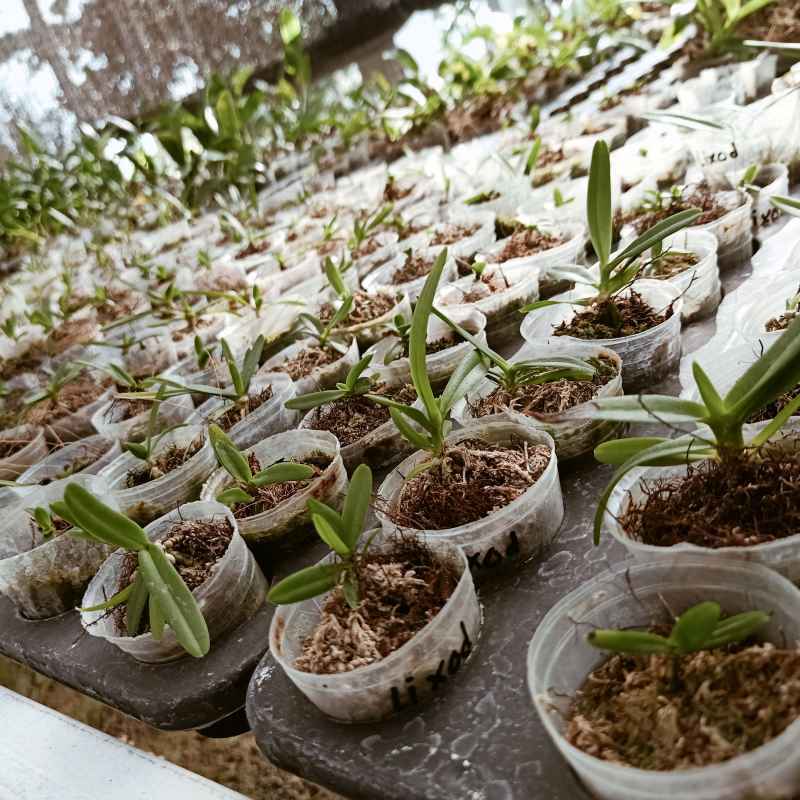 Jual Seedling Anggrek Vanda Hybrid Bibit Bunga Hibrida Sedling Hibrid ...