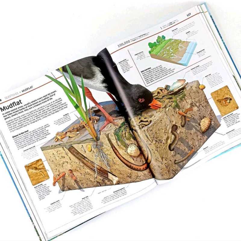 Jual Dk Knowledge Encyclopedia Ocean! Di Seller Minibabycare Books ...