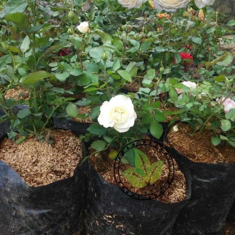 Jual bibit pohon mawar putih-tanaman hias bunga mawar putih di Seller ...