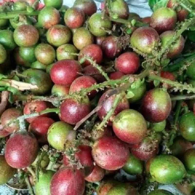 Jual Buah matoa - matoa super - 500 g di Seller SayFruit - Ragunan ...