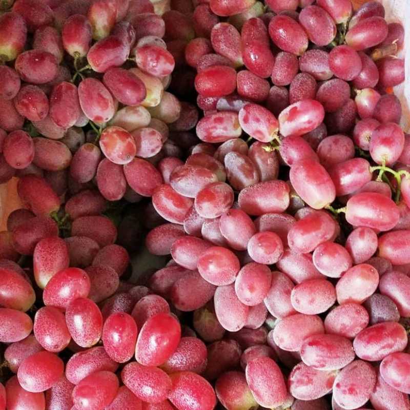 Promo BUAH ANGGUR CRIMSON SEEDLESS GRAPES PER KG Halal Diskon 13% di ...