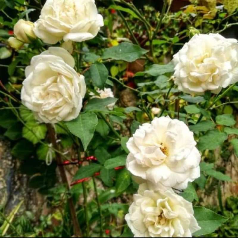 Jual bibit bunga mawar kampung putih di Seller raja bibit tanaman ...