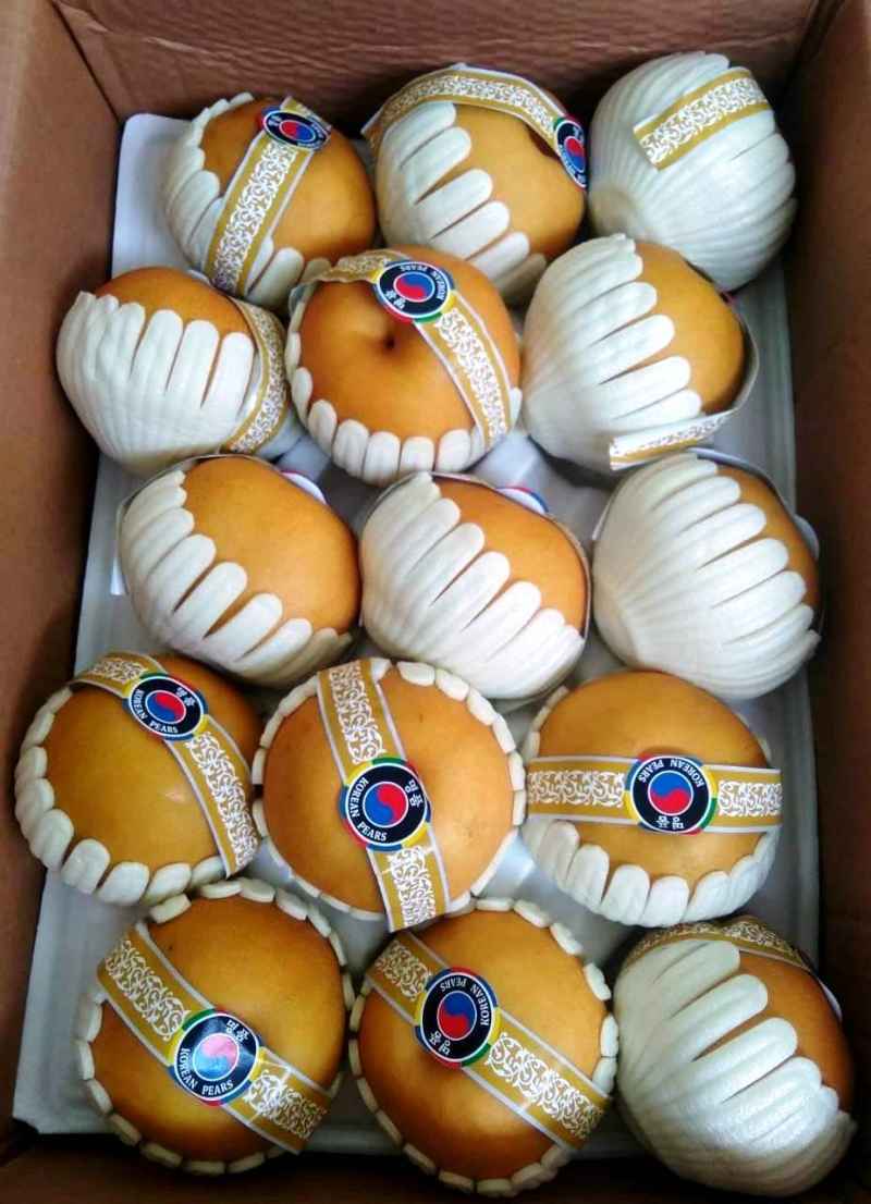 Jual Pear Korea Singo Premium Korean Pears Fresh Import Per Buah Halal ...