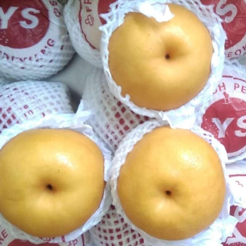 Jual Pear Korea Singo Premium Korean Pears Fresh Import Per Buah Halal ...