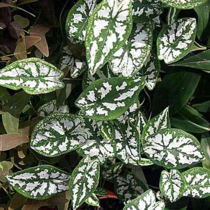 Cara Merawat Keladi Serta Jenis-Jenis yang Perlu Kamu Tahu!