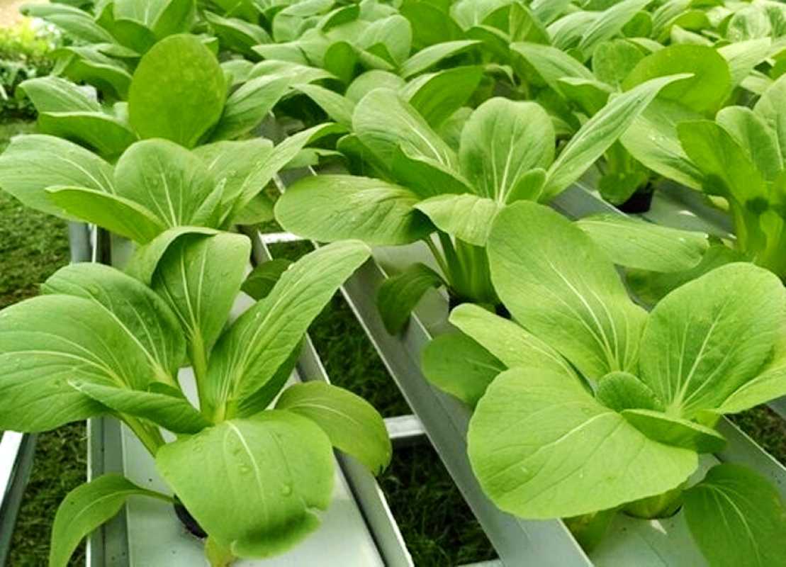 Jual Pupuk Hayati Organik, Simbios Pgpr Cair 1 Lt, Pupuk Pemicu ...