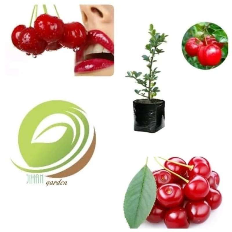 Jual Bibit pohon cherry-tanaman buah beach cherry di Seller Bibit lima ...